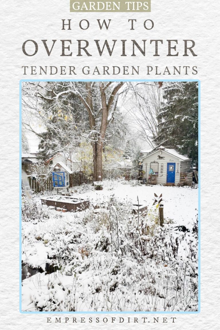 How to Overwinter Plants For The Winter — Definition & Tips