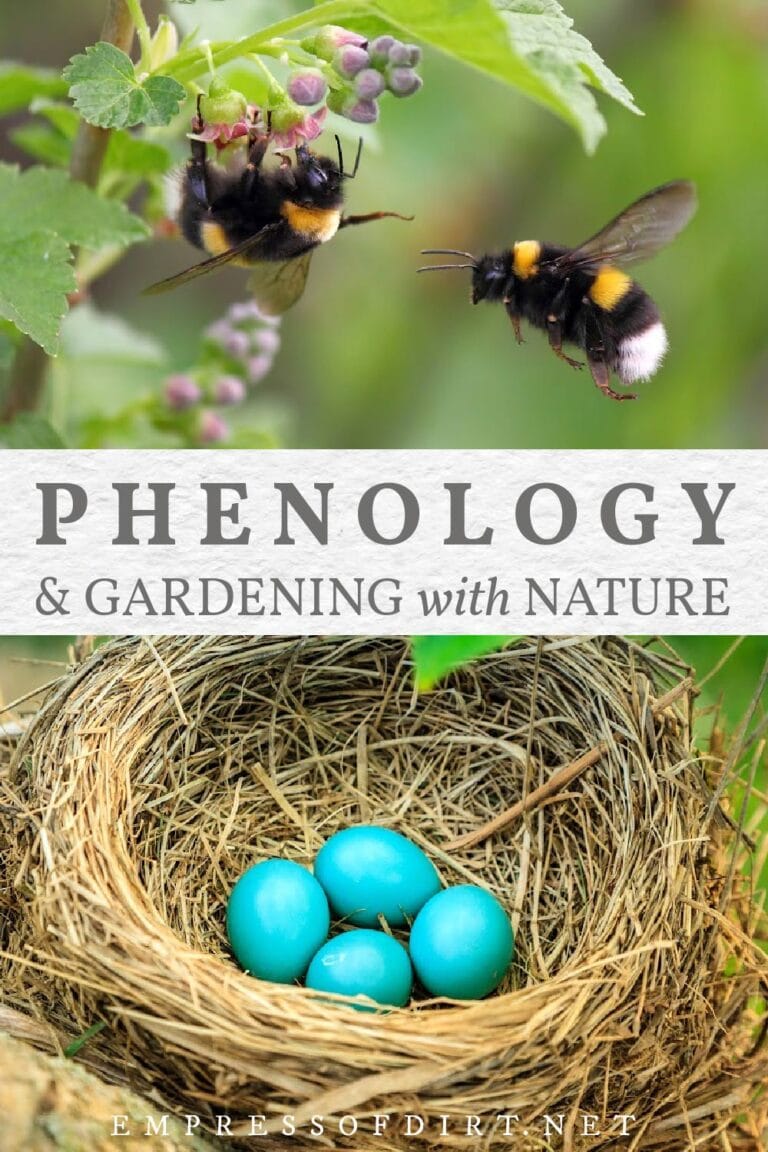 Phenology: Using Nature's Signs & Signals as a Gardener