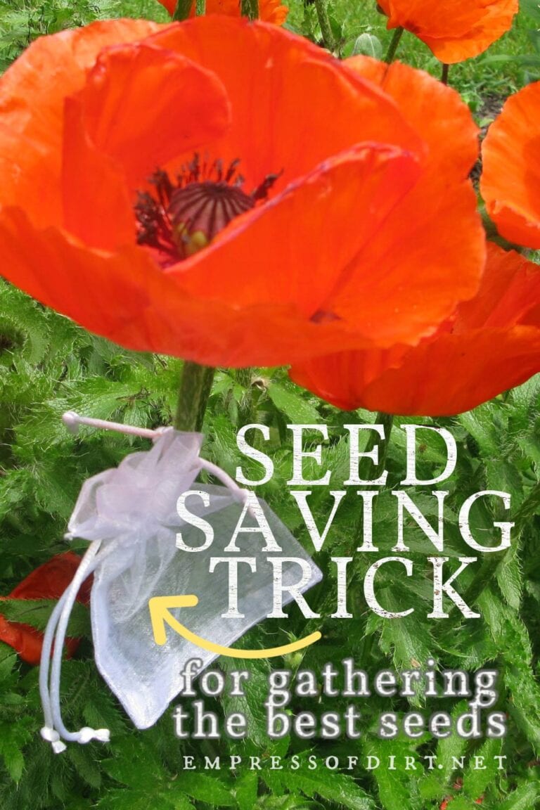 Simple Trick to Save the Best Seeds from Your Garden