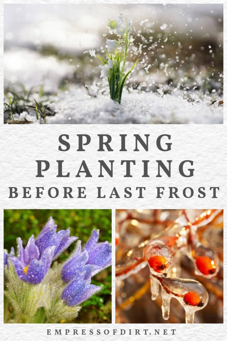 What Can I Safely Plant in Spring Before My Last Frost?