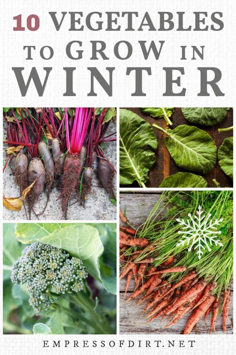 10 Vegetables That Grow in Winter (if You Start Early)