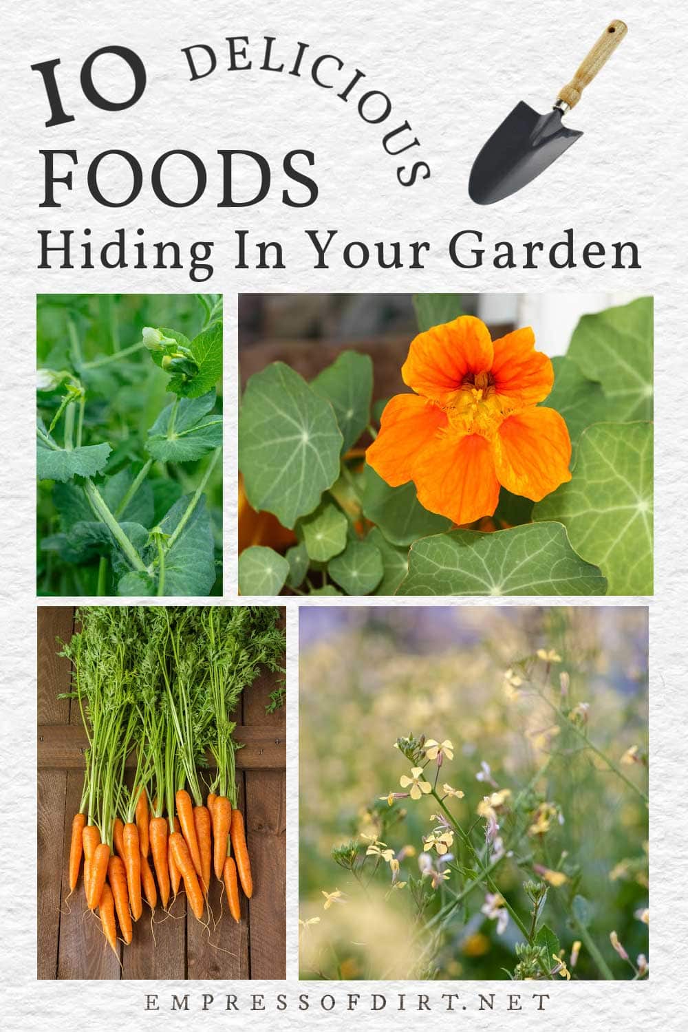 10 Delicious Foods Hiding In Your Garden (Forage at Home)