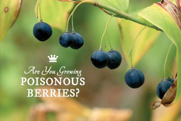 7 Popular Plants with Poisonous Berries - Empress of Dirt