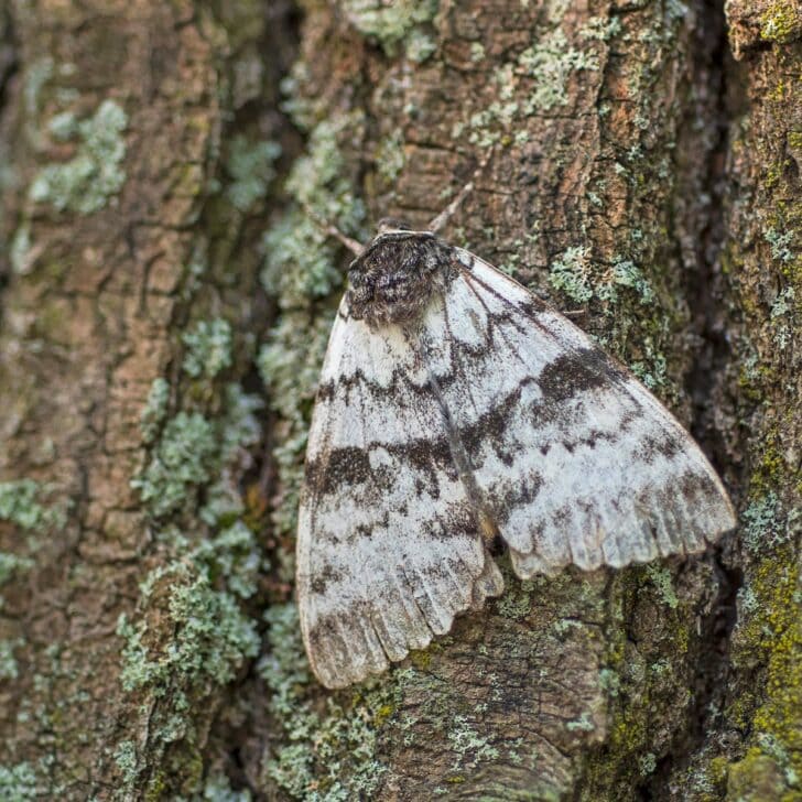 The Surprising Benefits of Moths in Your Garden