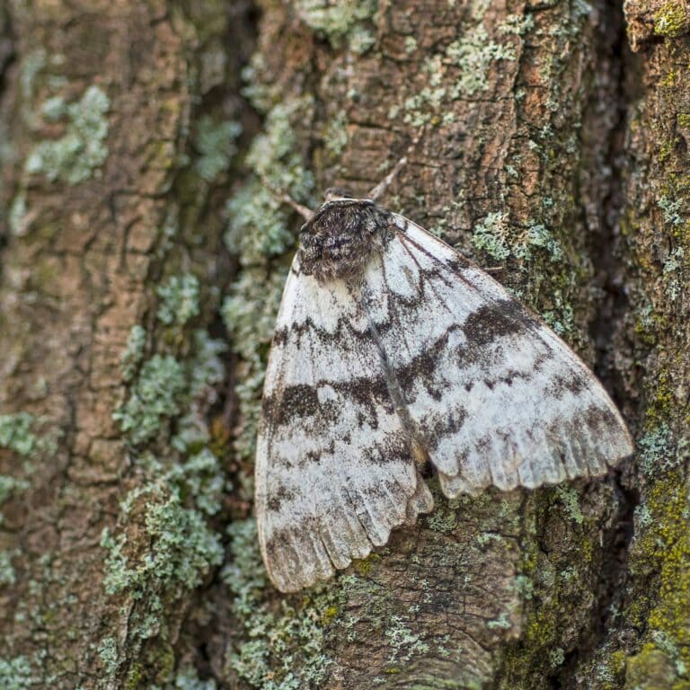 The Surprising Benefits of Moths in Your Garden — Empress of Dirt