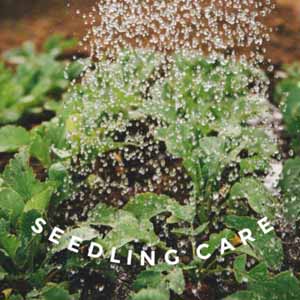 Seed Starting for Beginners: Sow Inside Grow Outside | Empress of Dirt