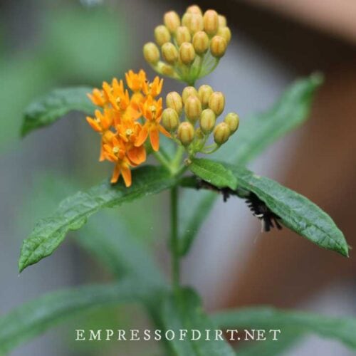 How to Collect & Grow Milkweed Seeds (Asclepias) — Empress of Dirt