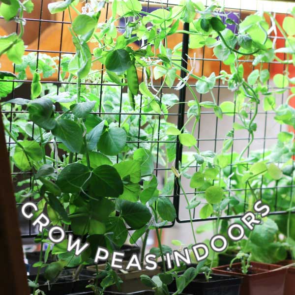 How to Grow Peas Indoors | Empress of Dirt