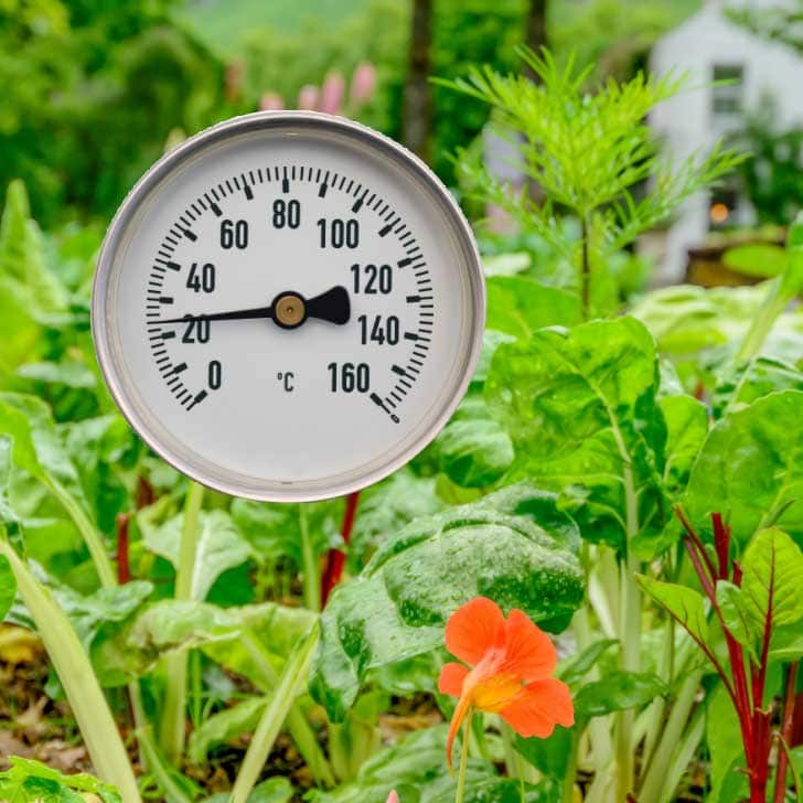 Tips for Speeding Up Seed Germination | Empress of Dirt