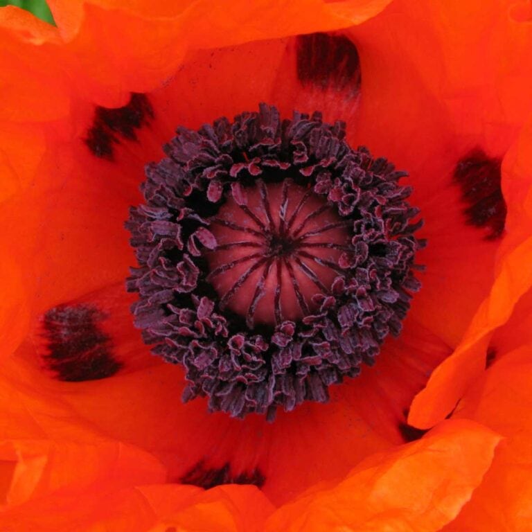 Irresistible Reasons to Grow Poppies (Favorite Flower Pictures)