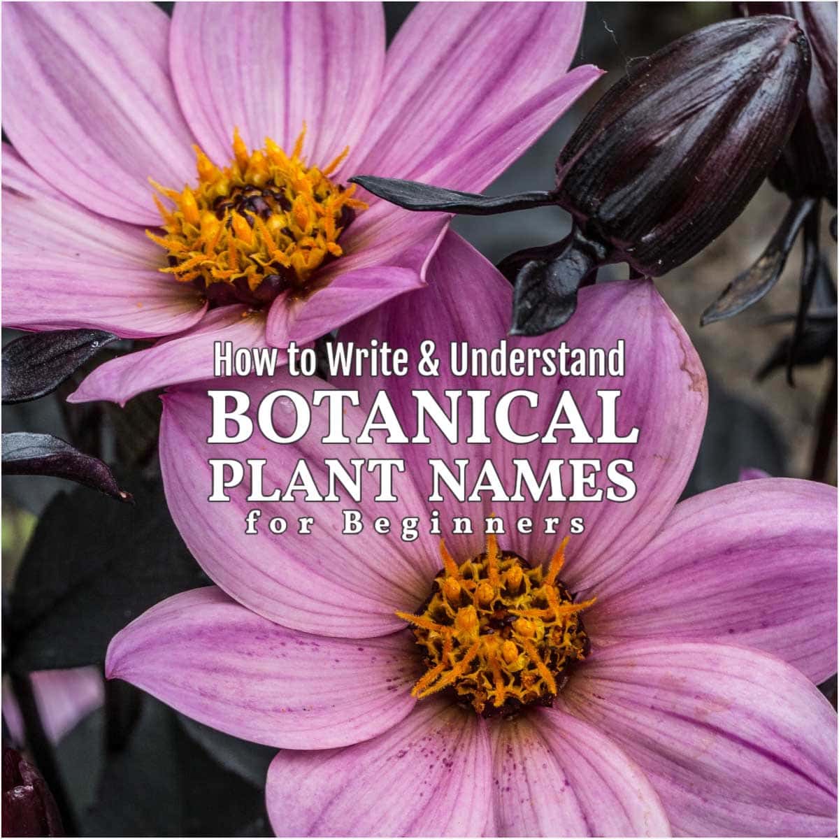 Plantae Examples With Scientific Names