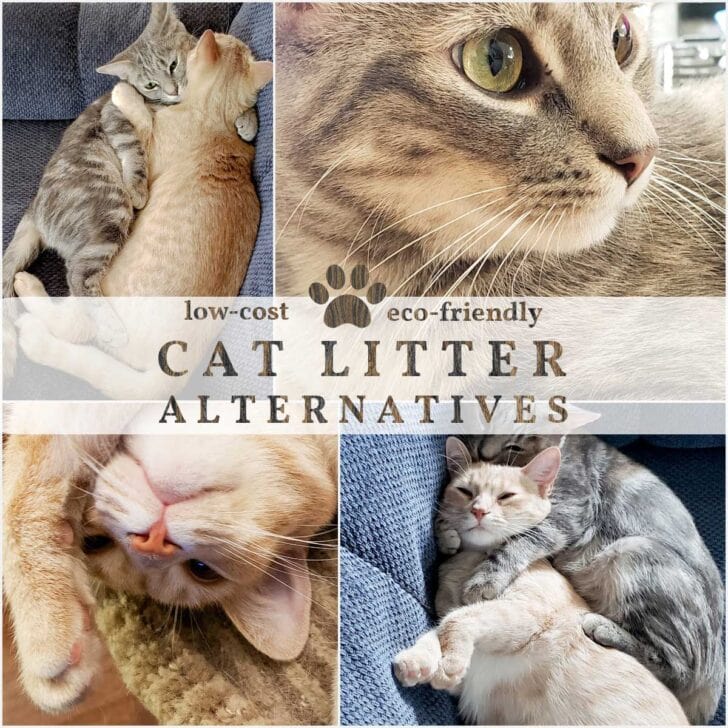 Empress of Dirt | Page 35 of 93 | Creative and Frugal Home & Garden Ideas