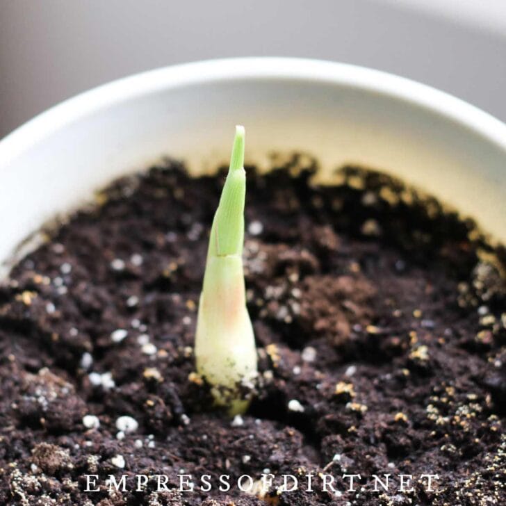 How To Sprout Ginger Root (& Indoor Growing Tips) — Empress of Dirt