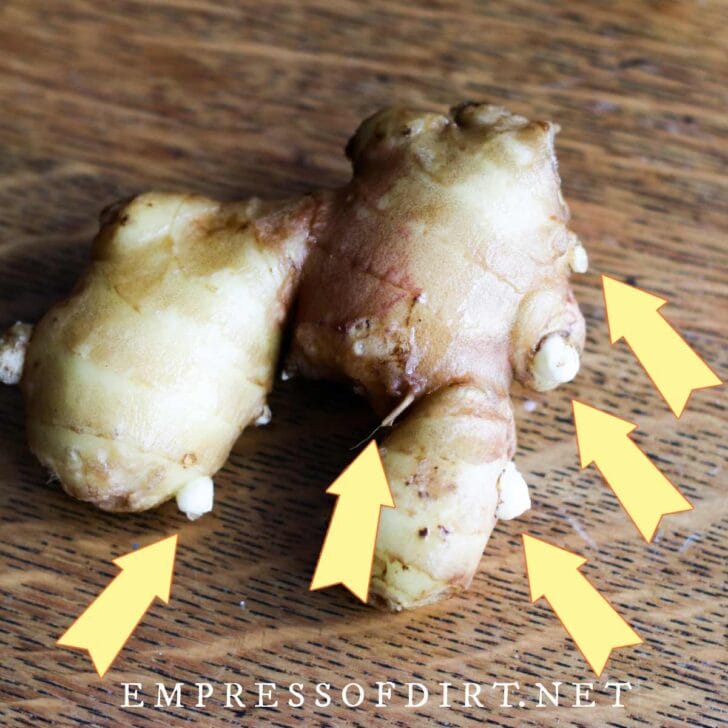 How To Sprout Ginger Root (& Indoor Growing Tips) — Empress of Dirt