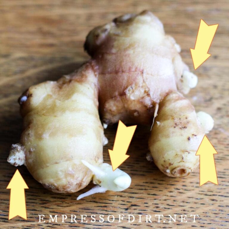 How To Sprout Ginger Root (& Indoor Growing Tips) — Empress of Dirt