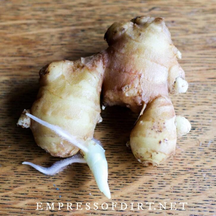 How To Sprout Ginger Root (& Indoor Growing Tips) — Empress of Dirt