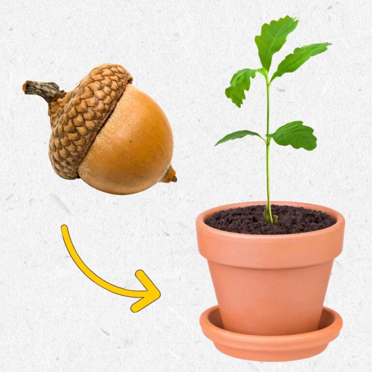 How to Grow an Oak Tree From an Acorn (Step By Step)
