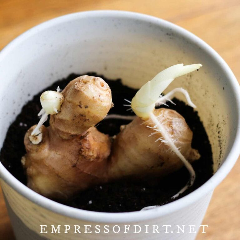 How To Sprout Ginger Root (& Indoor Growing Tips) — Empress of Dirt