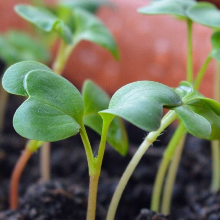 How To Read Seed Packets (Tips for Beginner Gardeners) — Empress of Dirt
