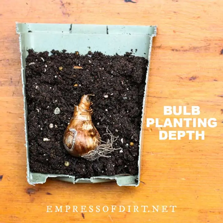 How to Plant Flower Bulbs (& When It's Too Late)
