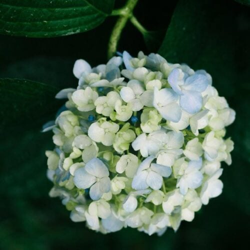 6 Tips for Growing Hollyhocks and Dealing With Rust (Fungus)