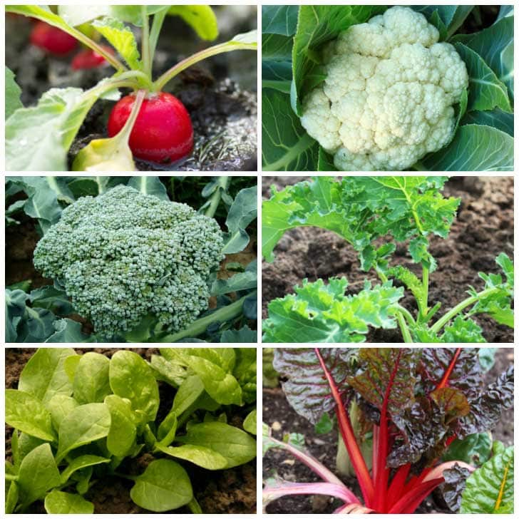 16 Garden Vegetables That Sweeten with Frost | Empress of Dirt