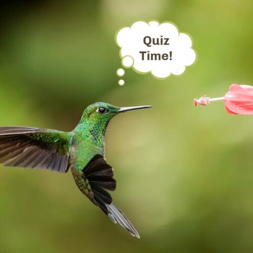 2020 Fall Hummingbird Migration (Canada & United States) | Empress of Dirt