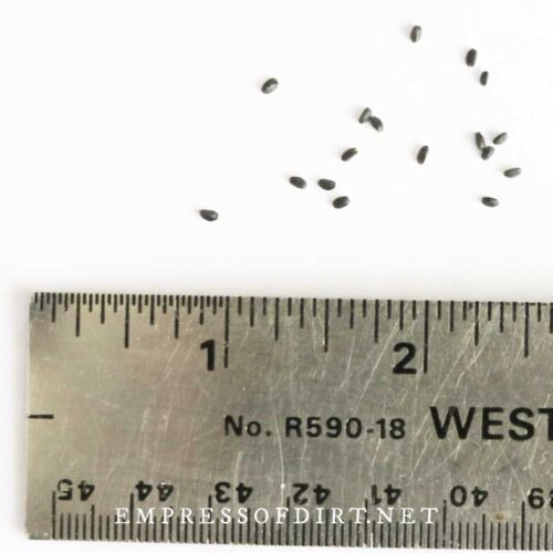 How To Grow Pineapple From Seed (Two Methods)