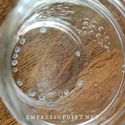 How To Grow Pineapple From Seed (Two Methods)