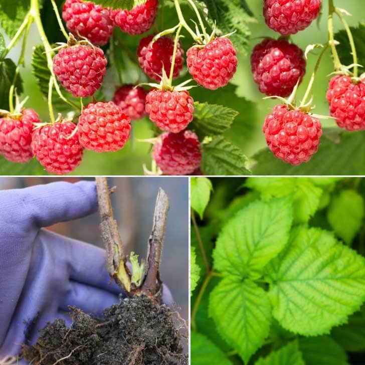 How to Transplant Raspberries and Grow More Fruit | Empress of Dirt