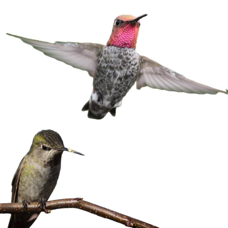 2026 Hummingbird Migration Map (Find Out When to Expect Them)