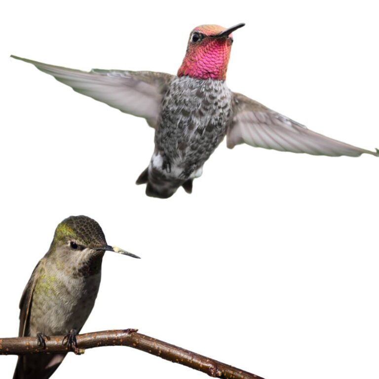 2025 Hummingbird Migration Map (Find Out When to Expect Them)