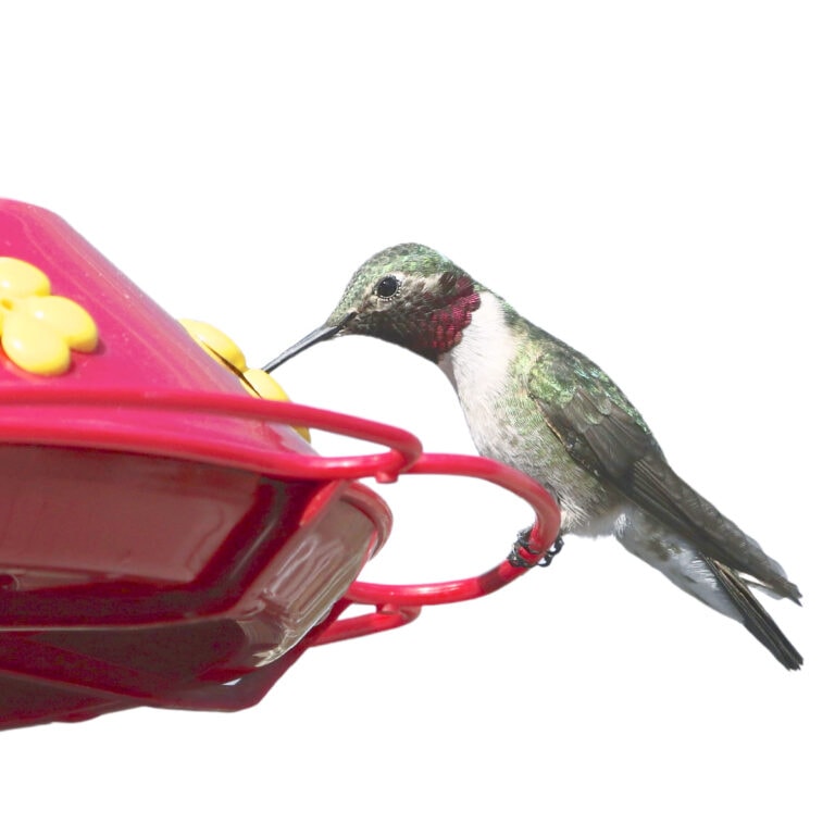 2025 Hummingbird Migration Map (Find Out When to Expect Them)