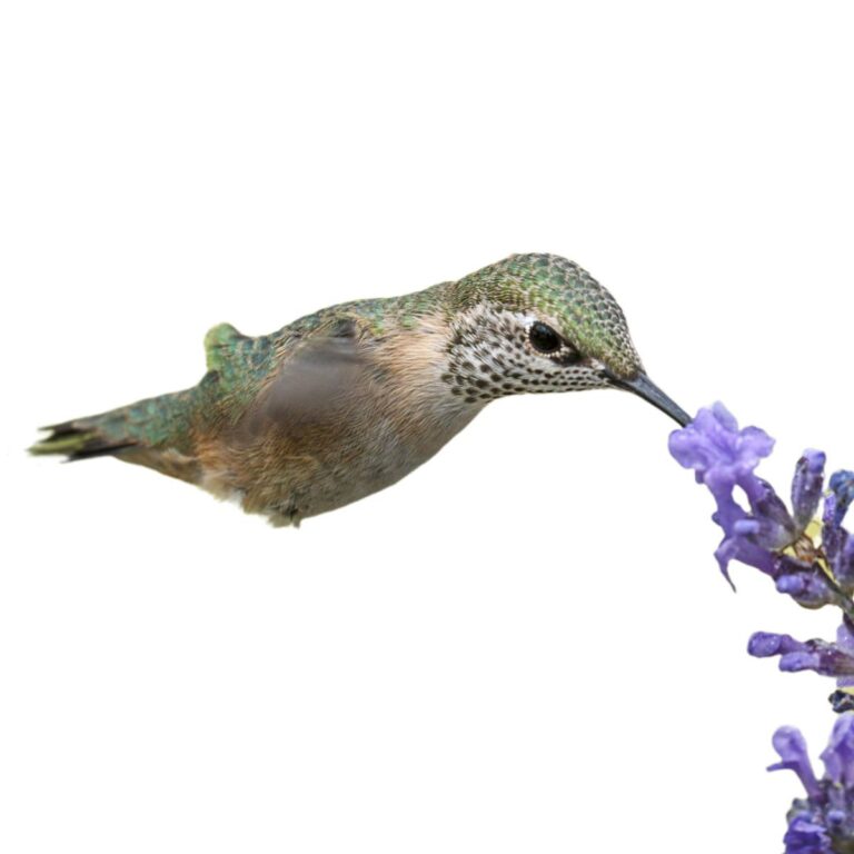 2025 Hummingbird Migration Map (Find Out When to Expect Them)