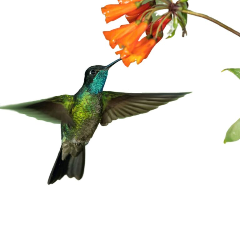 2025 Hummingbird Migration Map (Discover Out When to Count on Them ...