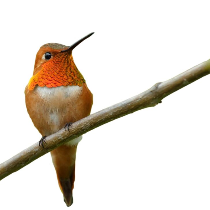 2026 Hummingbird Migration Map (Find Out When to Expect Them)