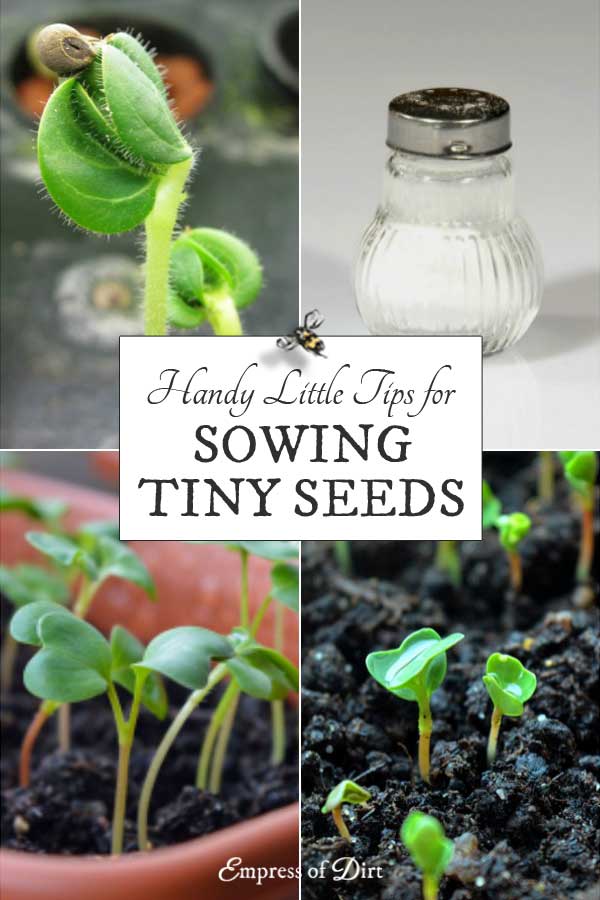 Tips & Tools for Sowing Tiny Seeds - Empress of Dirt