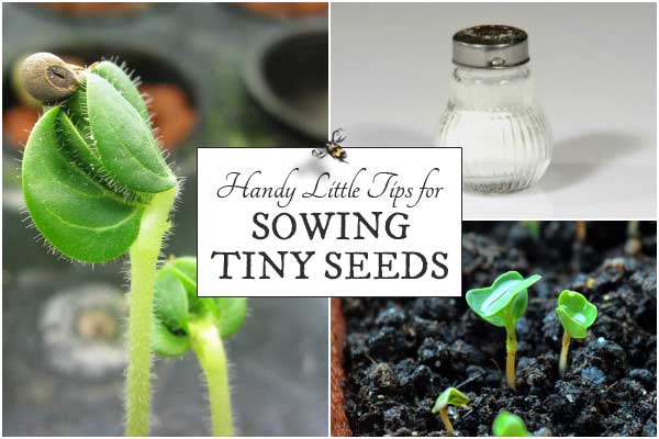 Tips & Tools for Sowing Tiny Seeds - Empress of Dirt