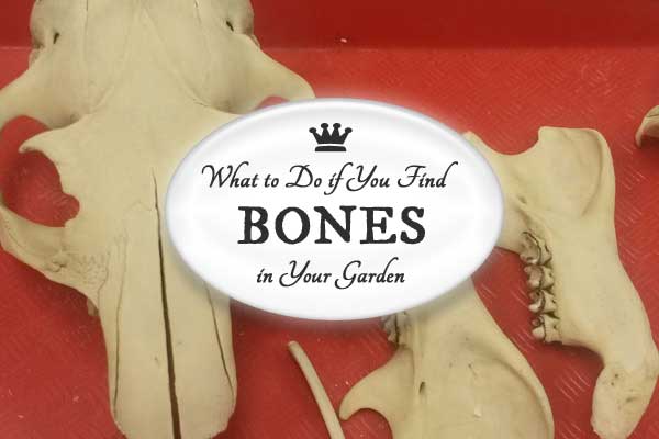 What to Do if you Find Bones in Your Garden - Empress of Dirt