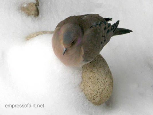 How Wild Birds Survive in Freezing Weather — Empress of Dirt