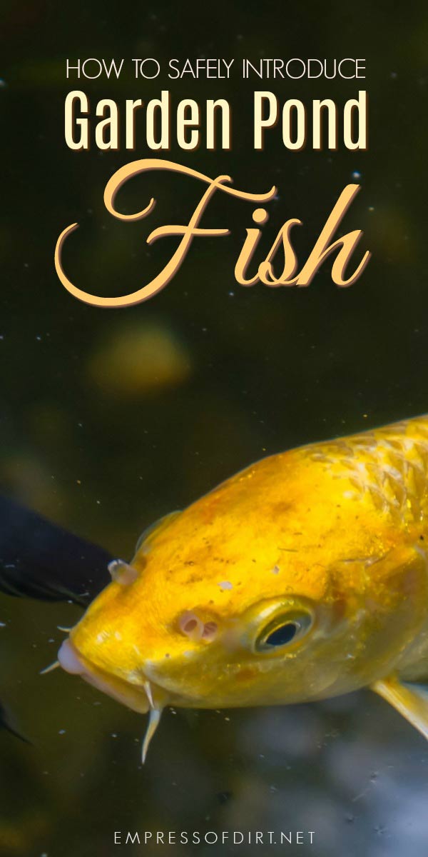 How to Add Fish to a Backyard Garden Pond | Empress of Dirt