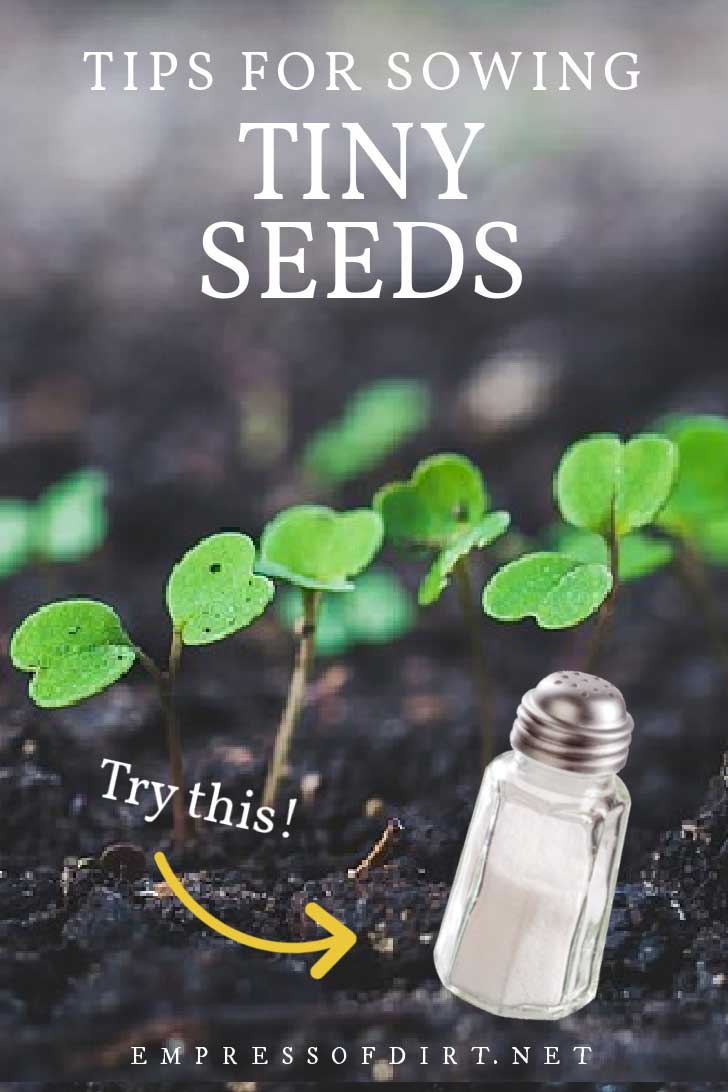 Tips & Tools for Sowing Tiny Seeds — Empress of Dirt