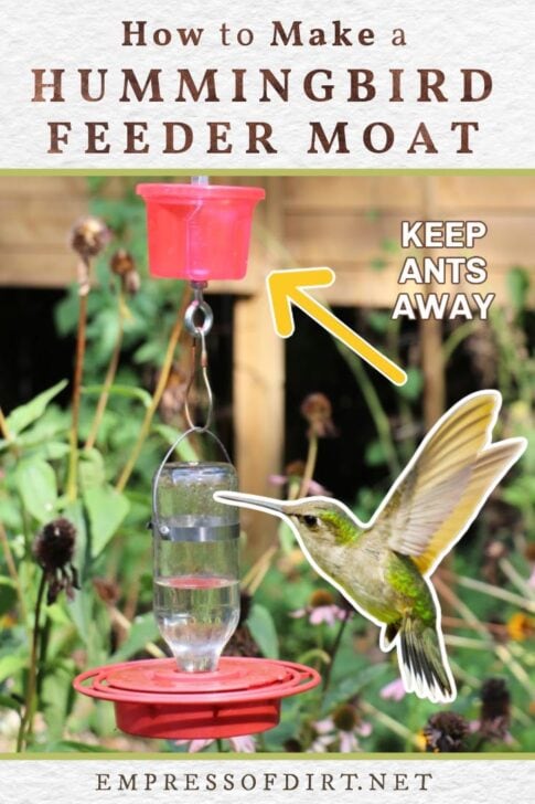 Easy DIY Ant Moat For Hummingbird Feeders