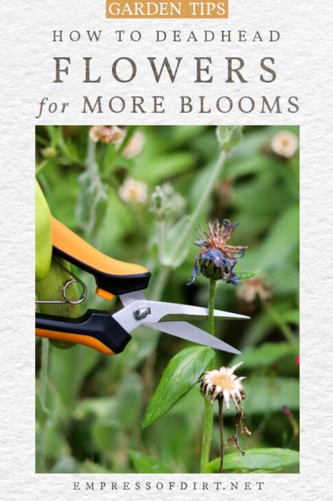 How to Deadhead Flowers & Make Way for More Blooms