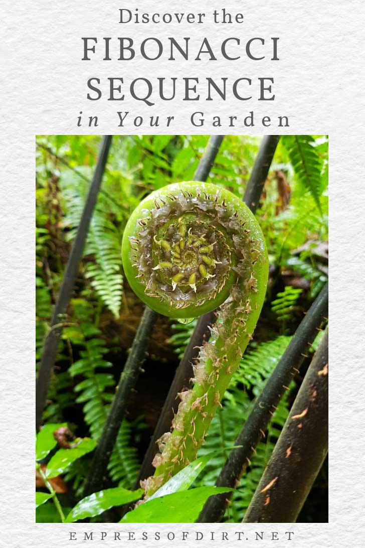 The Beauty of the Fibonacci Sequence in the Garden — Empress of Dirt