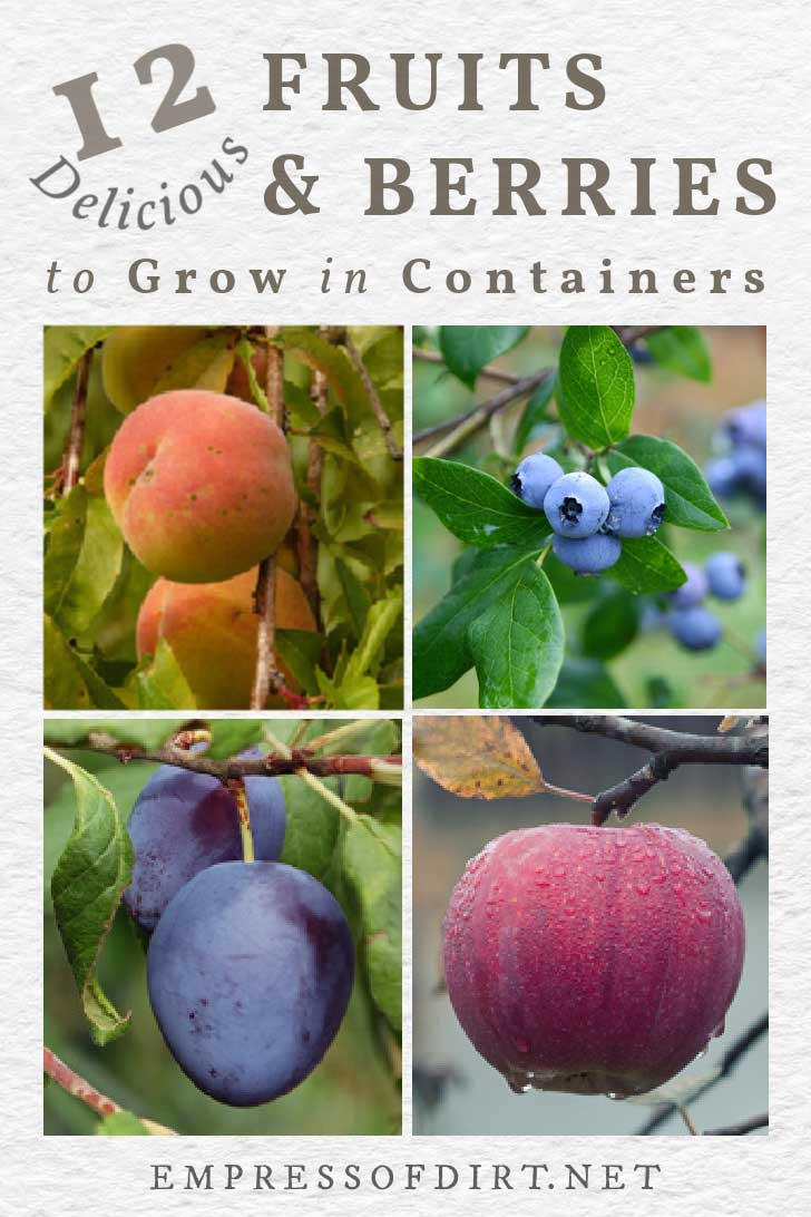 12 Best Fruits to Grow in Pots — Empress of Dirt