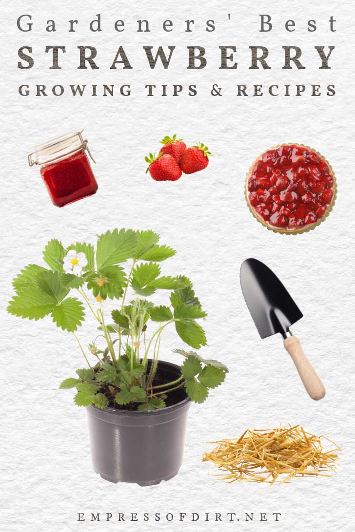 20 Top Strawberry Growing Tips, Ideas and Recipes