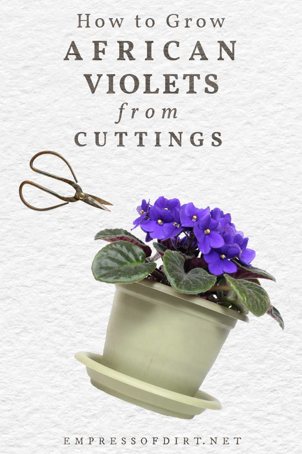 How to Propagate African Violets (Step-By-Step Tutorial)