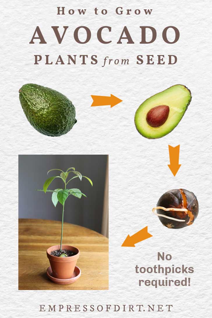 How to Grow an Avocado from Seed (Easy Method) — Empress of Dirt
