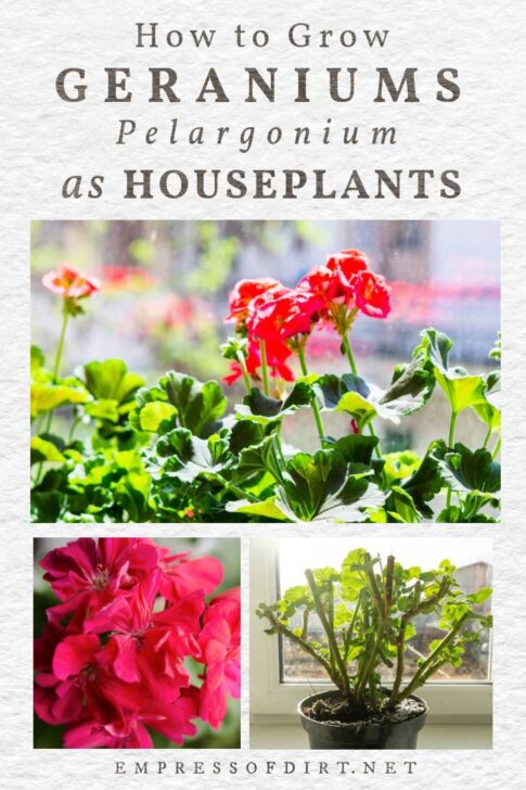 How to Grow Geraniums Indoors as Houseplants